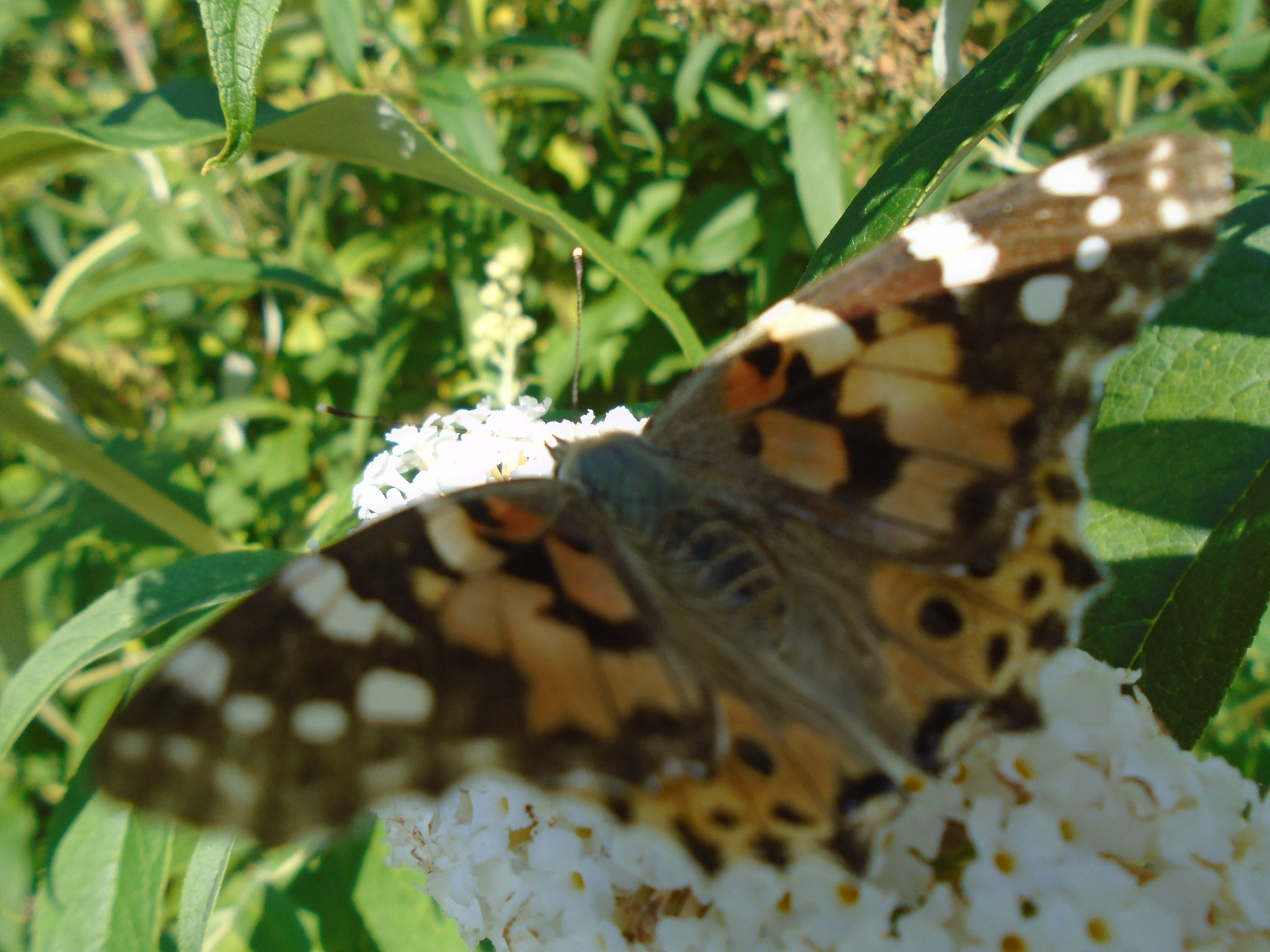 Painted Ladys – Dancing through the Seasons